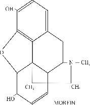 ALKALOIDI SA IZOHINOLINSKIM PRSTENOM