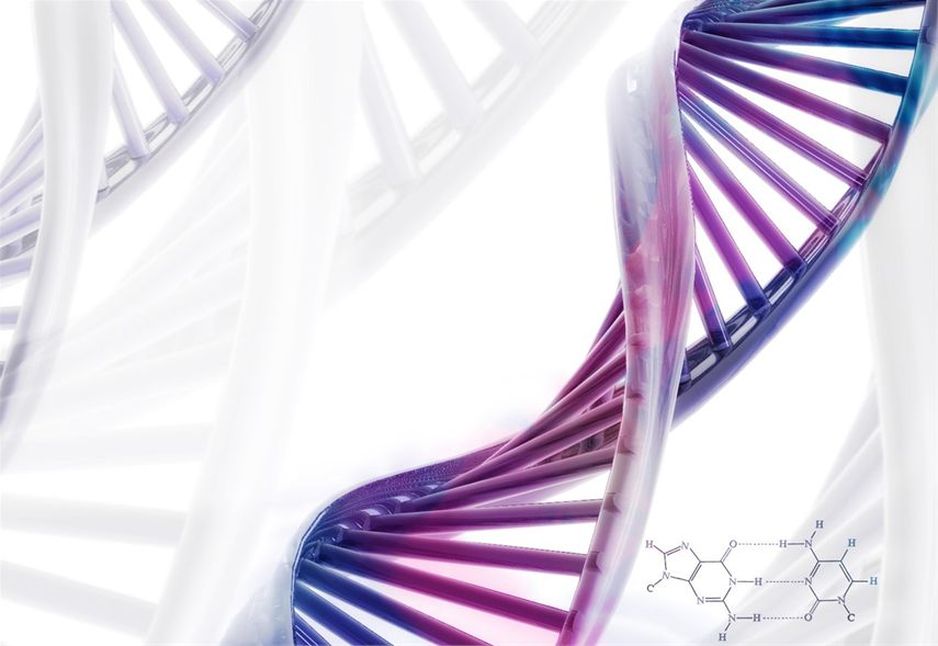 STRUKTURA DNK · OSOBINE I FUNKCI