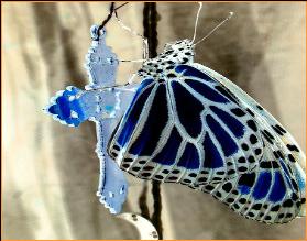 Preko 200 vrsta leptira podlijež