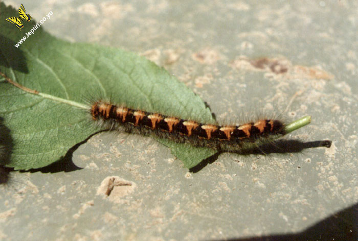 Za leptire je karakteristična po